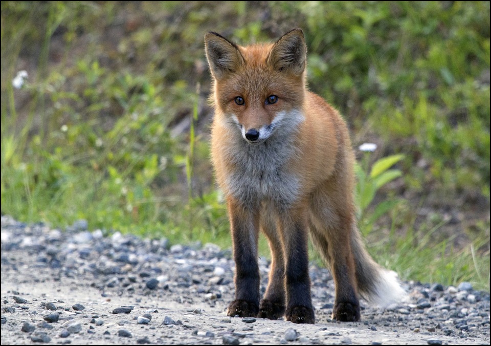 Foxes - Pest Control in Lewisham and South London